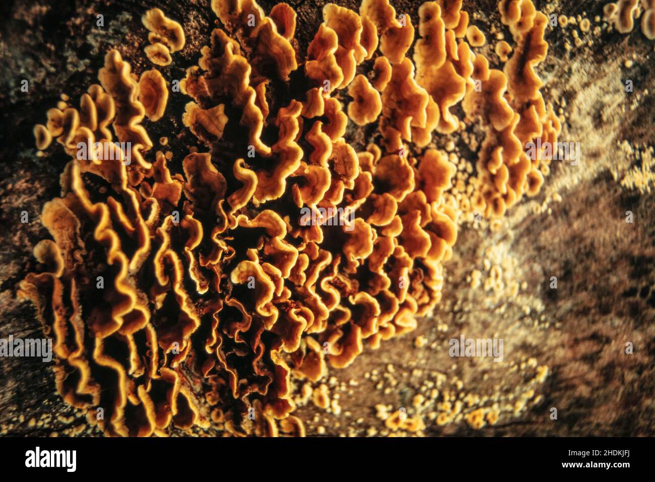 Close-up natural environmental portrait of fungi as symbols of life ...