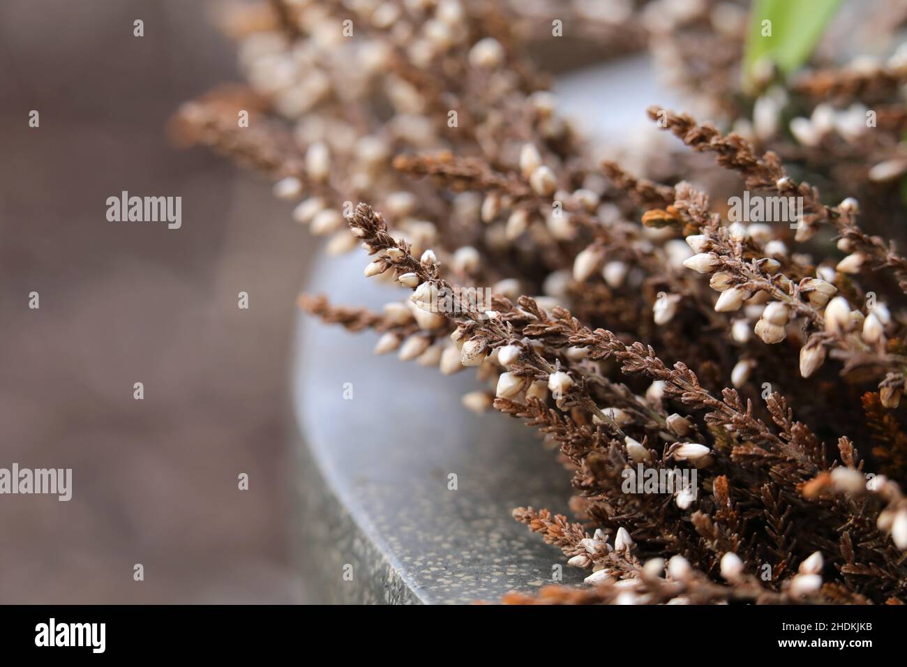 Light pink heather (calluna vulgaris, kanerva) flowers in a closeup ...