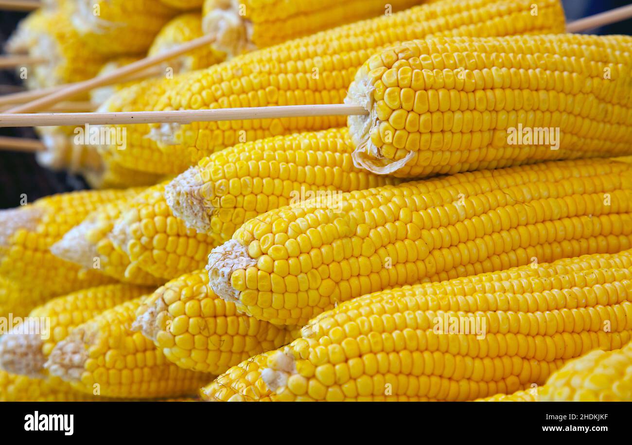 maize cob, maize, corn on the cobs, corn crops Stock Photo - Alamy