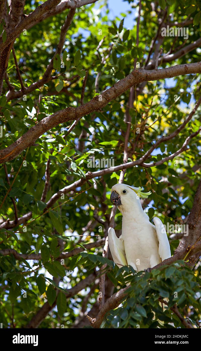 Sitting cockatoo hi-res stock photography and images - Alamy