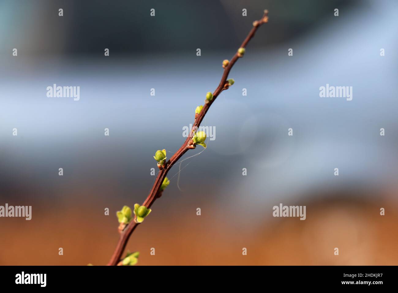 Little green fresh baby leaf buds. Photographed during a sunny spring ...