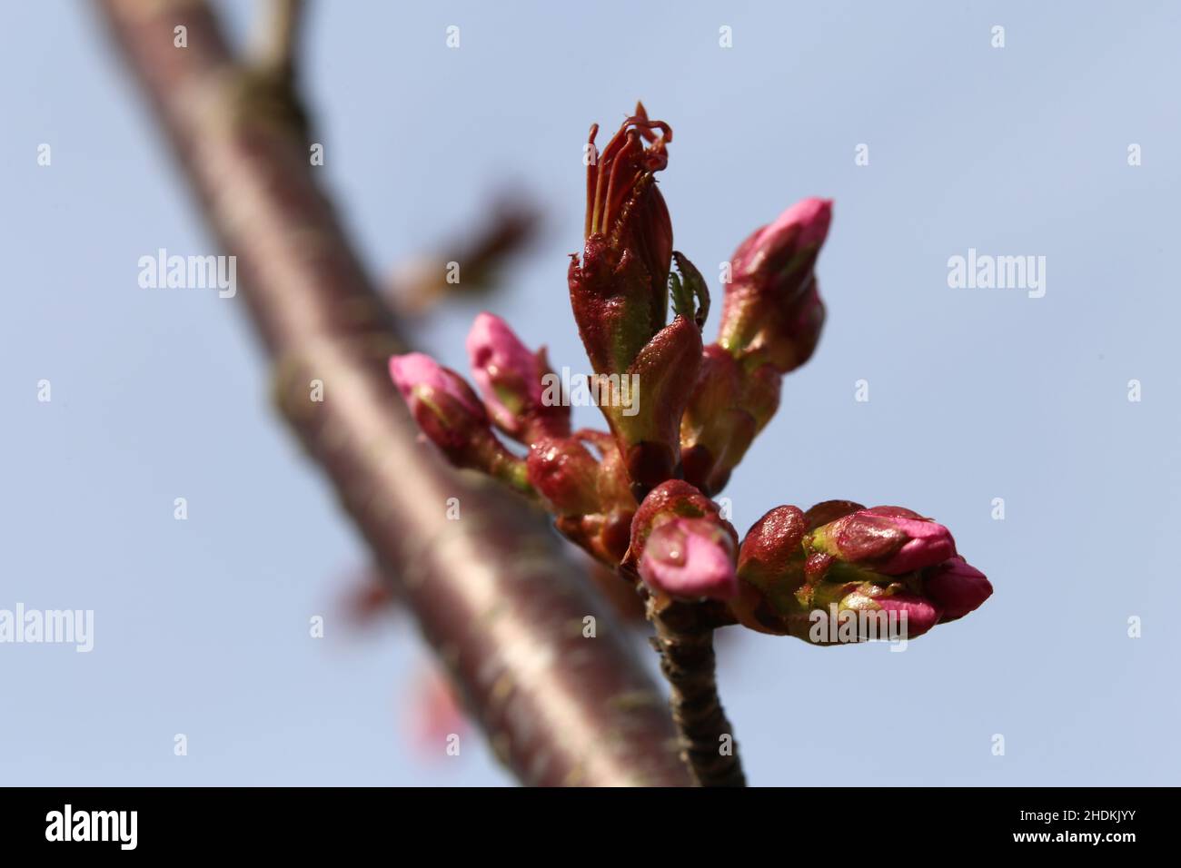Cute cherry flowers buds hi-res stock photography and images - Alamy