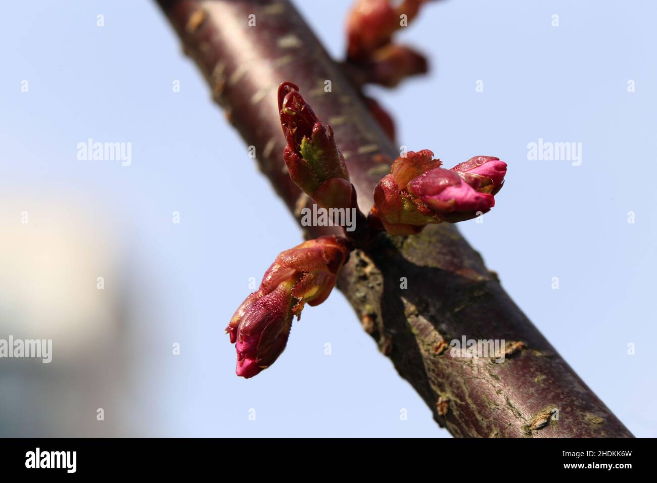 Pink rosebud cherry (prunus subhirtella) buds in a closeup color image ...