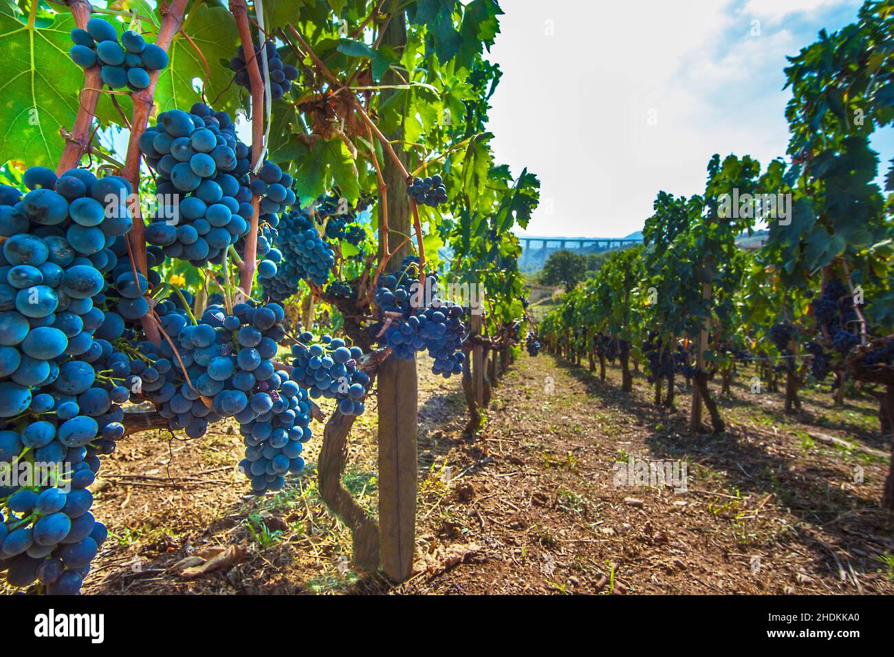 grapes, vineyard, viticulture, grape, vineyards, viticultures Stock ...