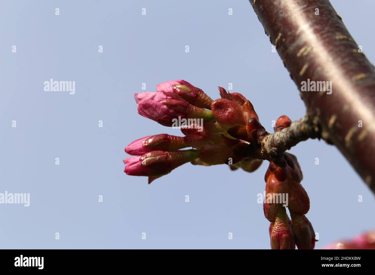 Pink rosebud cherry (prunus subhirtella) buds in a closeup color image ...