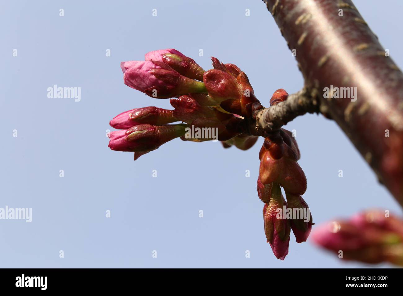Cherry Tree With Cherry Buds