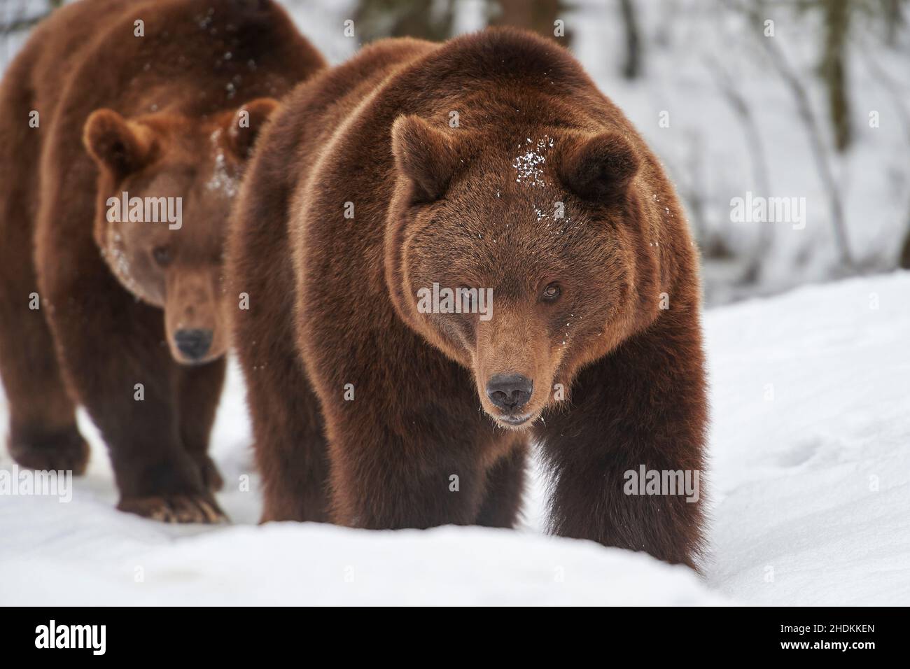 forest, winter, bear, brown bear, forests, wood, woodland, woods ...