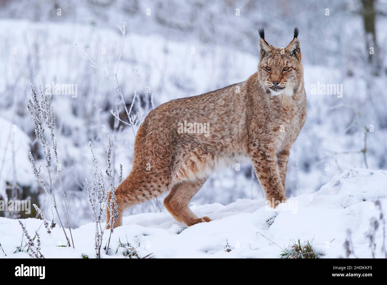 Northern lynxs hi-res stock photography and images - Alamy