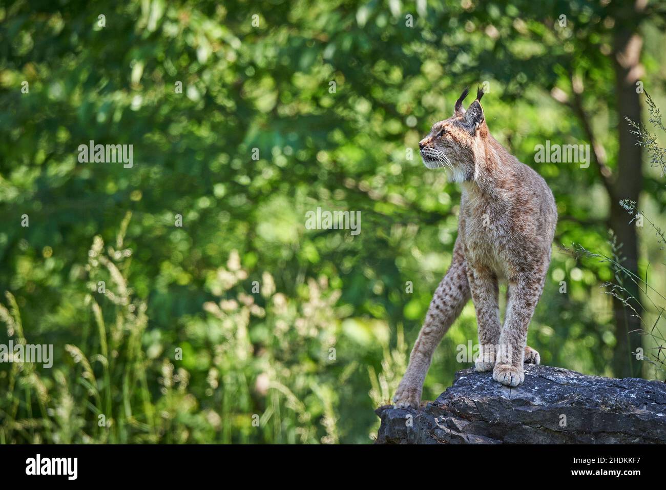 Northern lynxs hi-res stock photography and images - Alamy