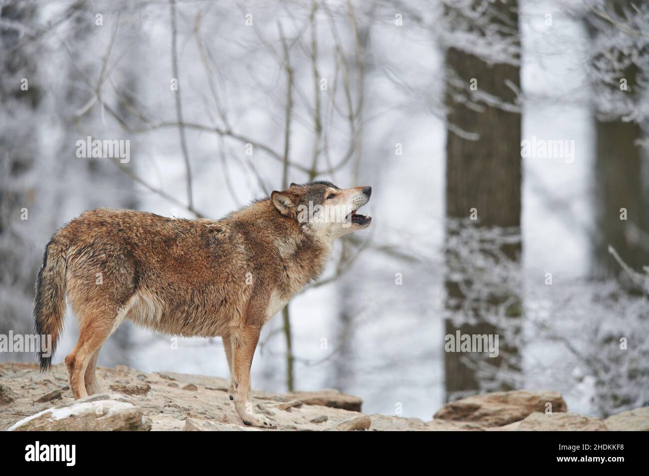 wolf, crying, wolfs, cry Stock Photo - Alamy