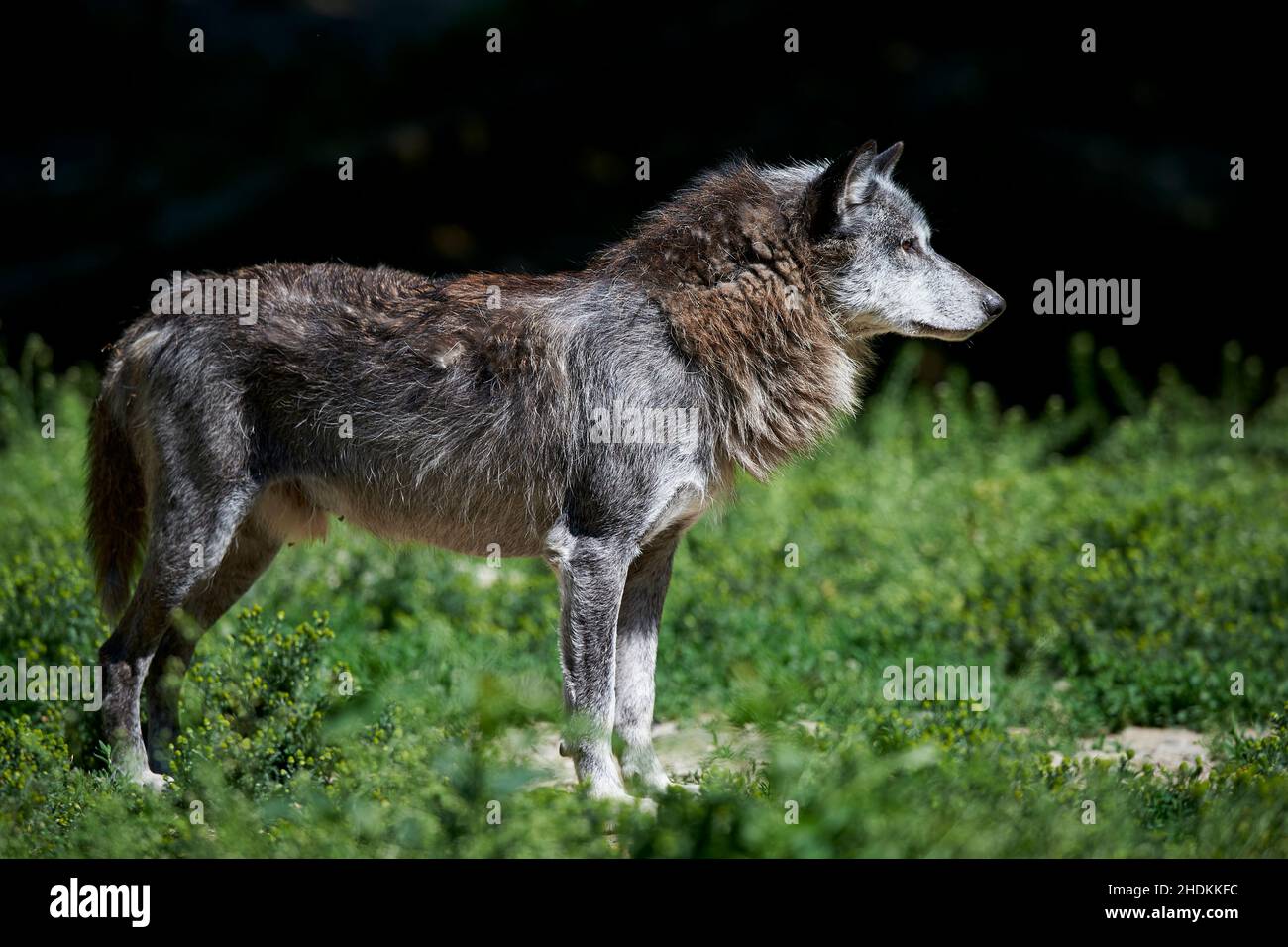 wolf, eastern wolf, wolfs Stock Photo - Alamy