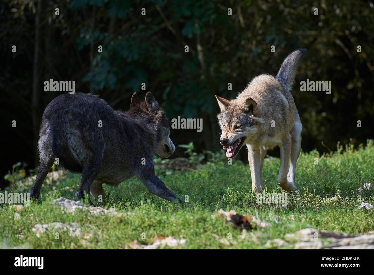 wolf, rival, power struggle, wolfs, rivalries, rivalry Stock Photo - Alamy
