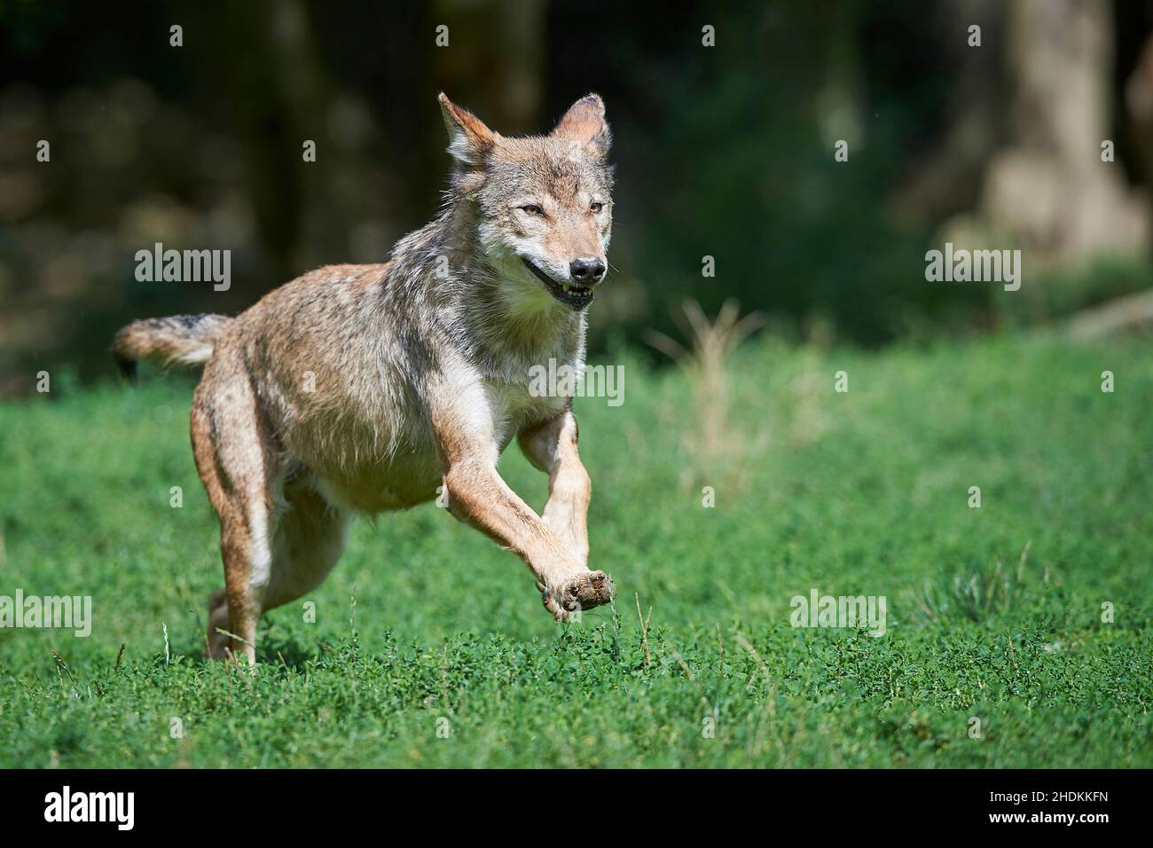 running, eastern wolf, jogging Stock Photo - Alamy