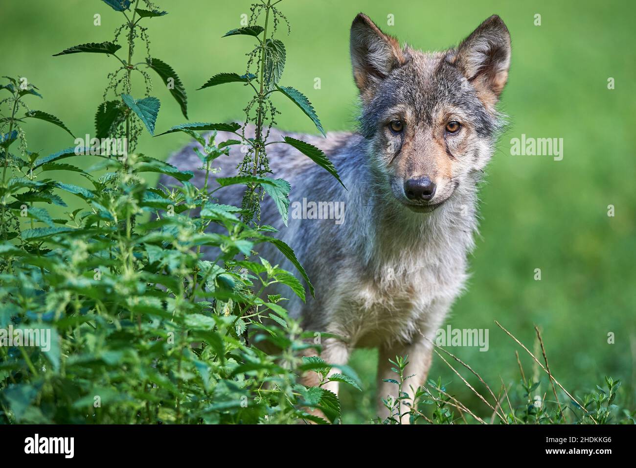 young animal, wolf, young animals, wolfs Stock Photo - Alamy