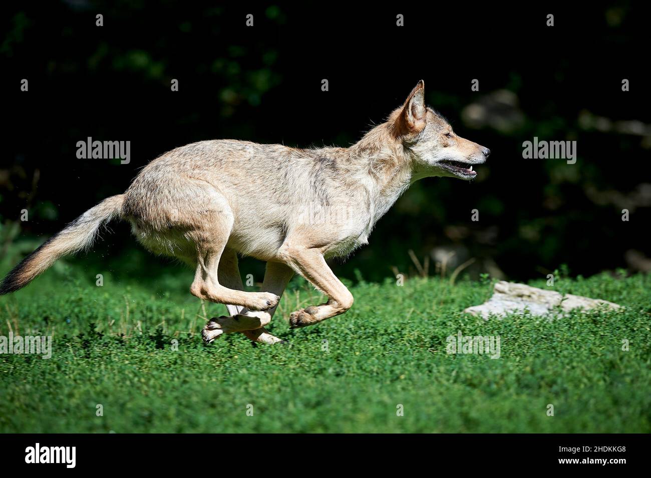 Blurred running wolf hi-res stock photography and images - Alamy