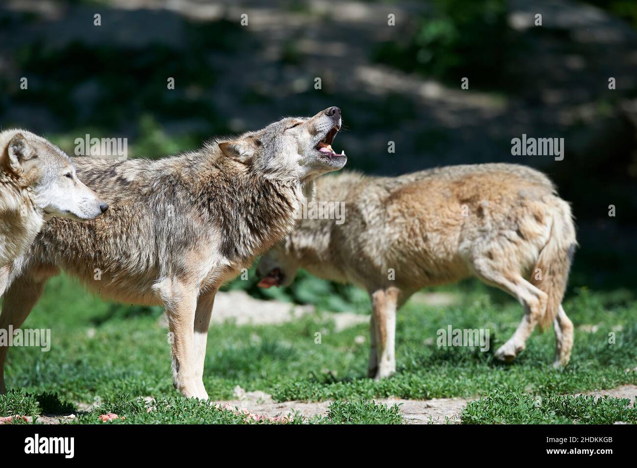 Wolf crying hi-res stock photography and images - Alamy