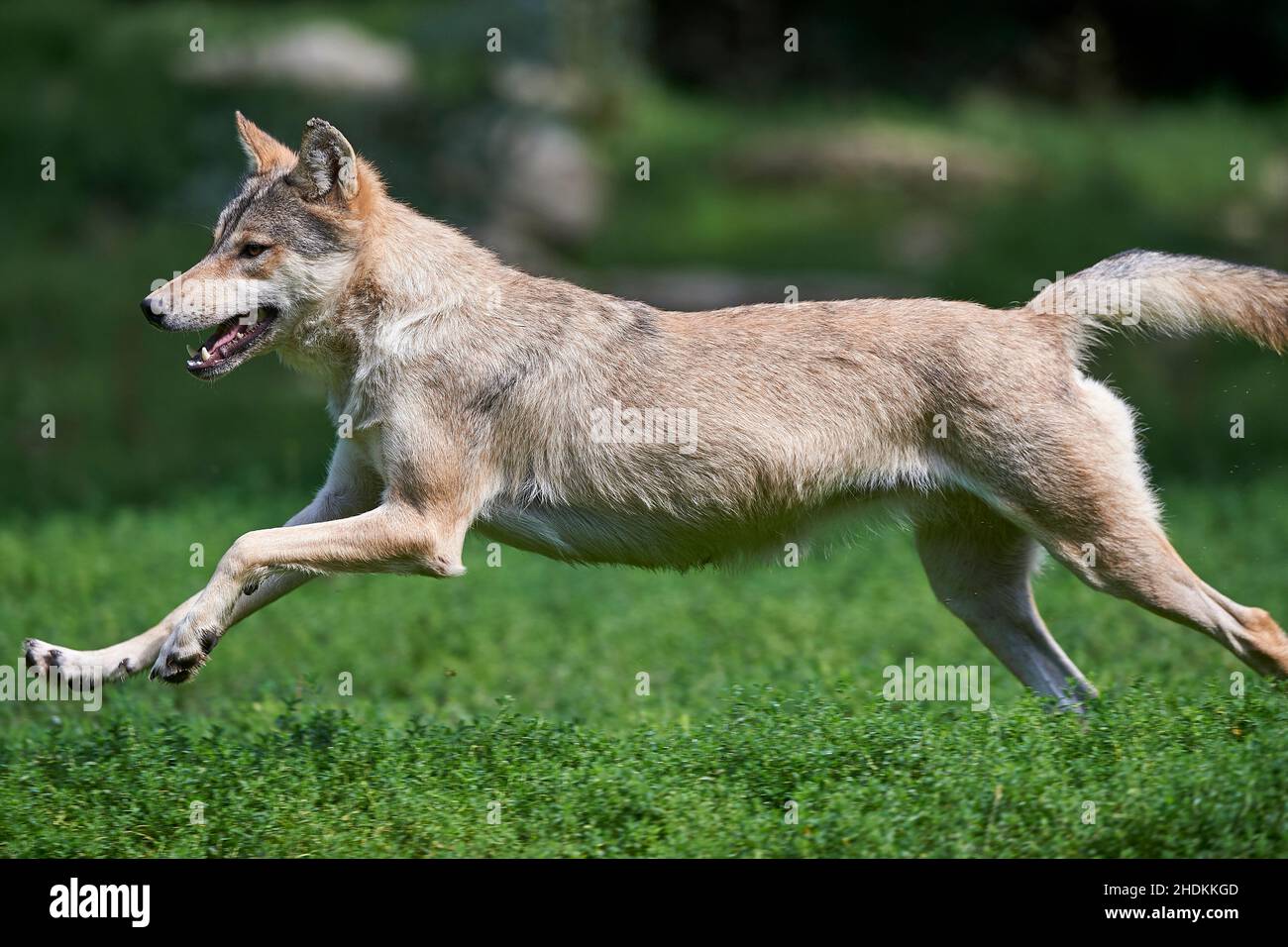 Blurred running wolf hi-res stock photography and images - Alamy
