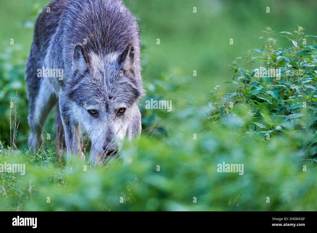 wolf, eastern wolf, wolfs Stock Photo - Alamy