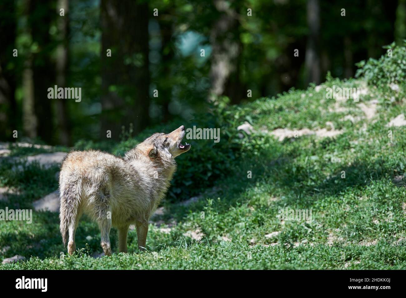 Crying wolf hi-res stock photography and images - Alamy