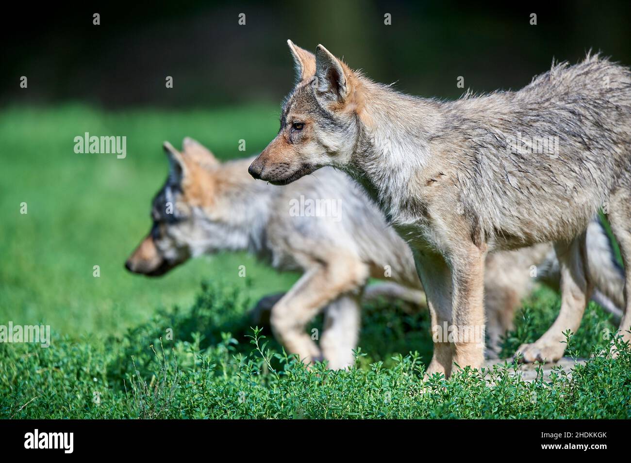 young animal, wolf, eastern wolf, young animals, wolfs Stock Photo - Alamy
