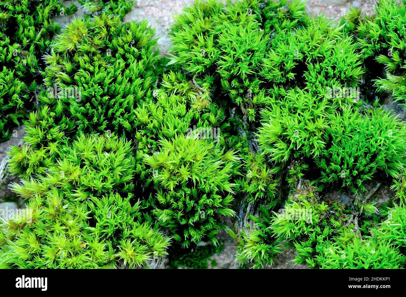 Soft mosses hi-res stock photography and images - Alamy