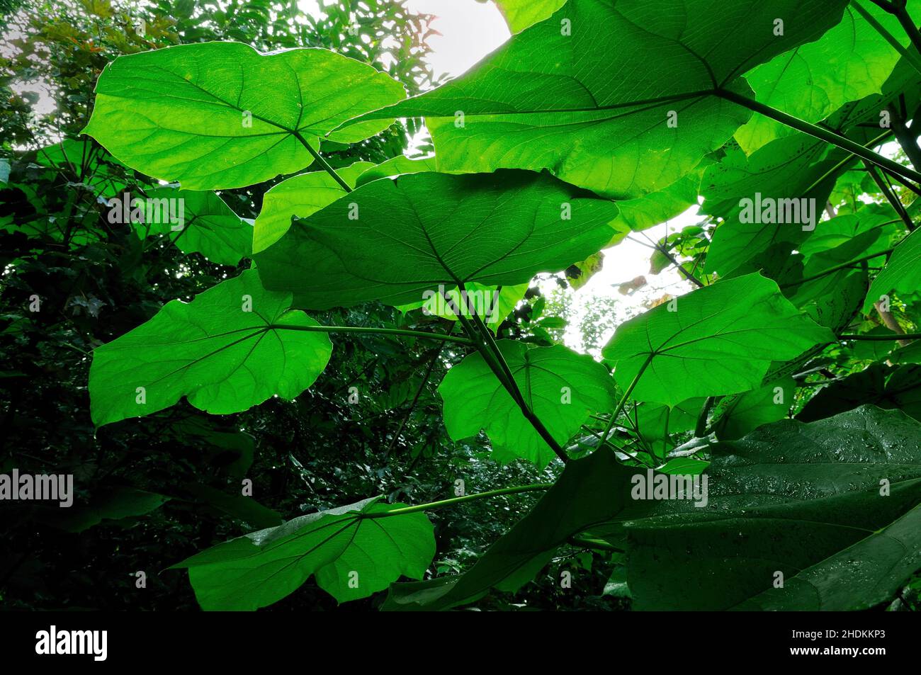 leaf, paulownia tomentosa, leafs, paulownia tomentosas Stock Photo - Alamy