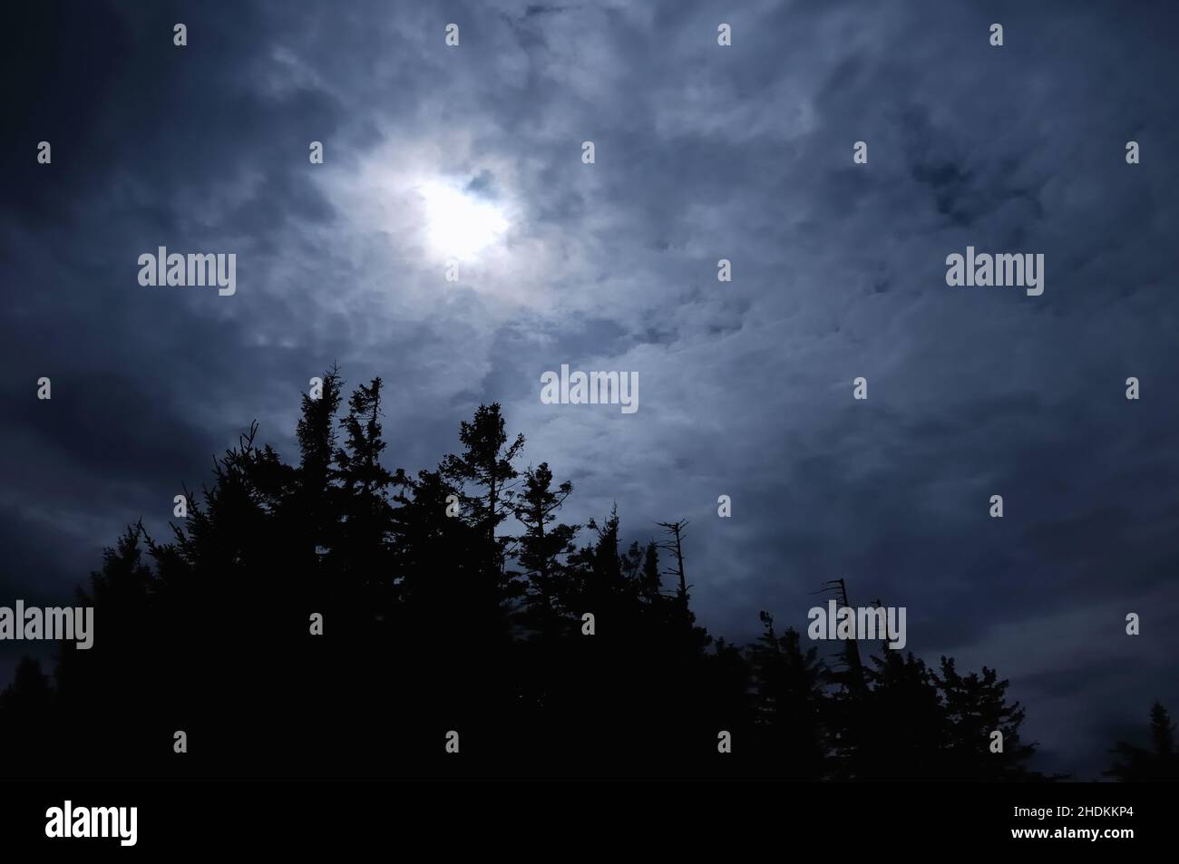 forest, silhouette, moonlight, forests, wood, woodland, woods ...