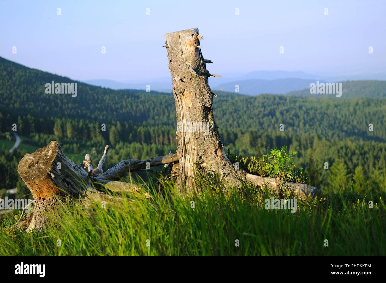 forest, mountains, tree stump, forests, wood, woodland, woods, mountain ...