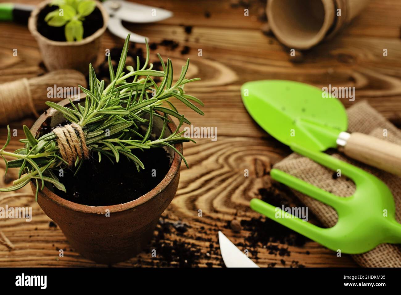 seedling, gardening, sapling, seedlings, plant care, tending of plants ...