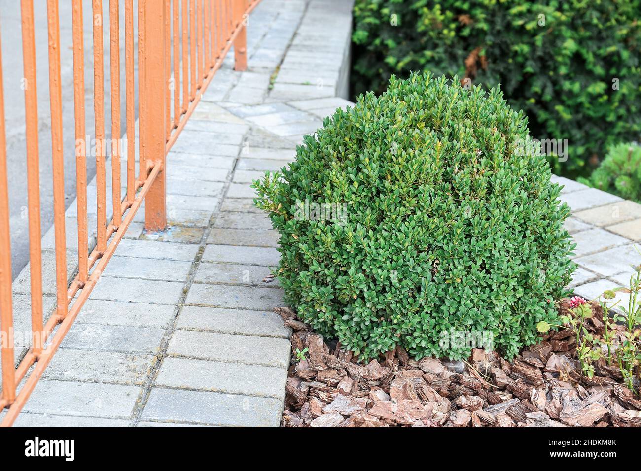 Ball shaped shrubs hi-res stock photography and images - Alamy