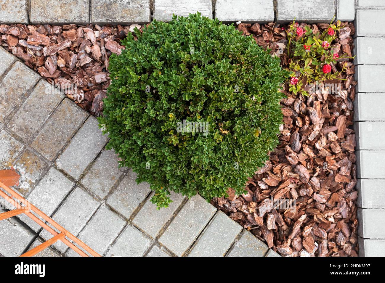 Ball shaped shrubs hi-res stock photography and images - Alamy