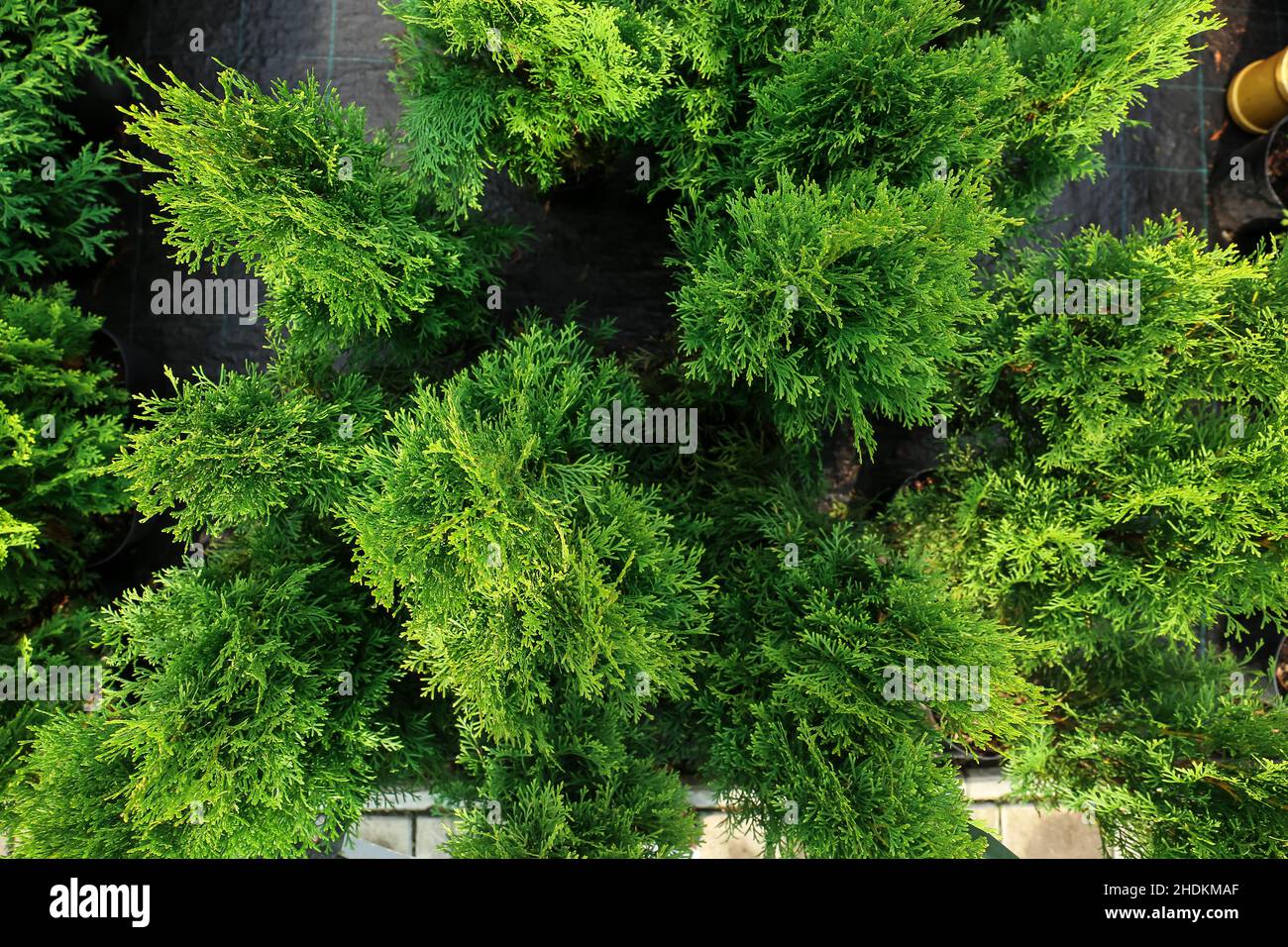 Green juniper in botanical garden Stock Photo - Alamy