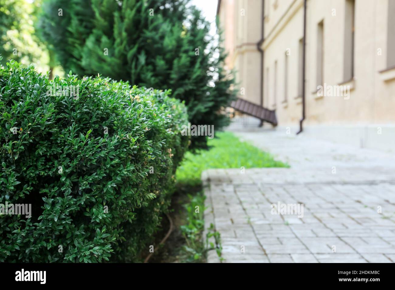 Green bushes in beautiful park Stock Photo - Alamy