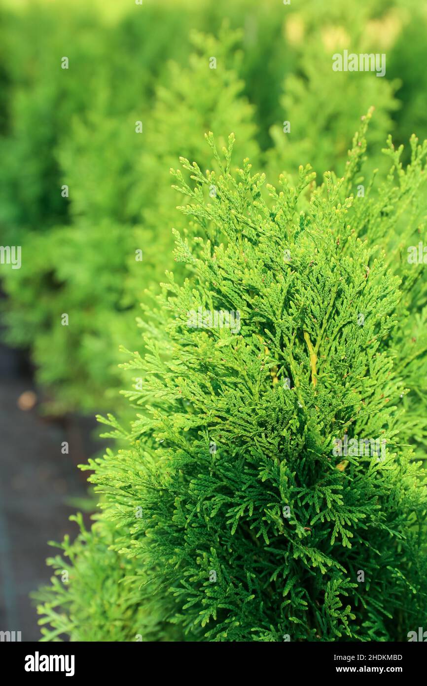 Green juniper in botanical garden Stock Photo - Alamy