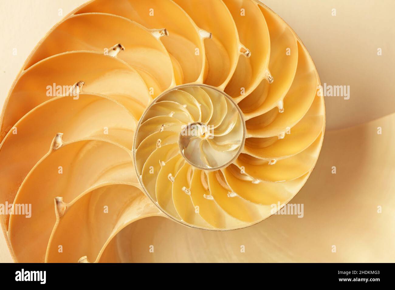 snail, spiral, snail form, snails, spirals, swirl, swirls, snail forms ...