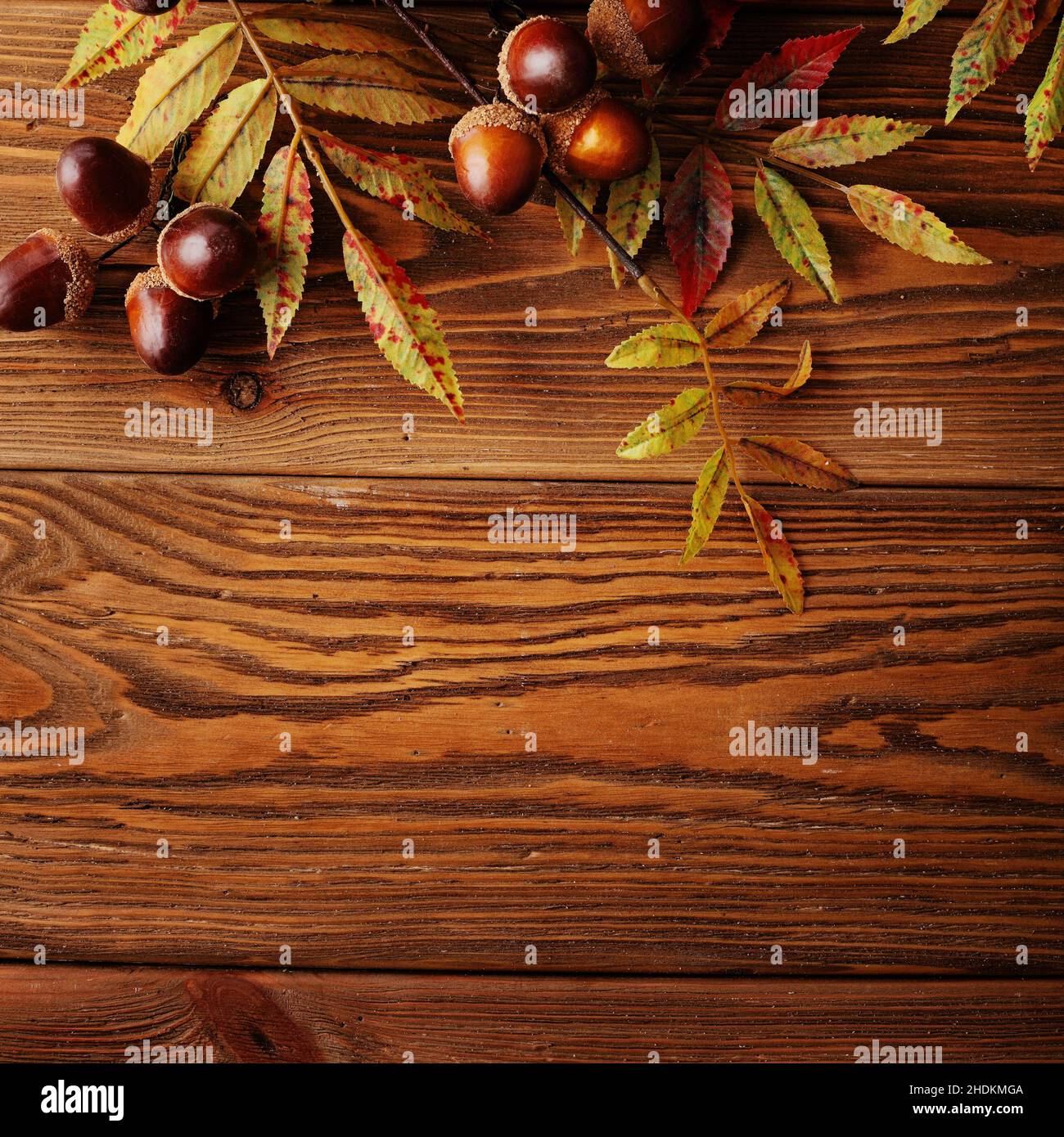 Copy space autumn acorns hi-res stock photography and images - Alamy