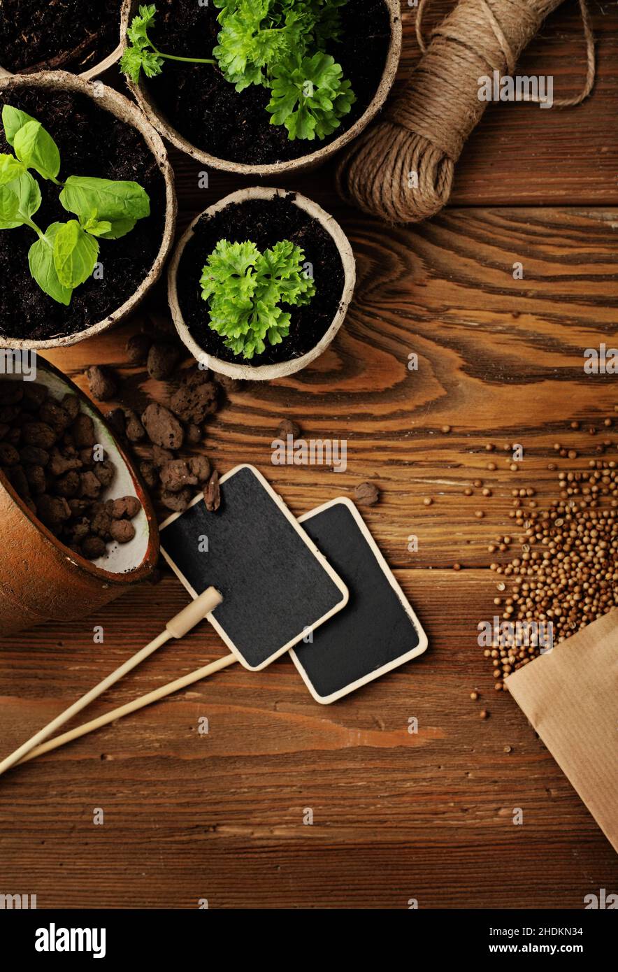gardening, seedling, plants, plant care, tending of plants, sapling ...