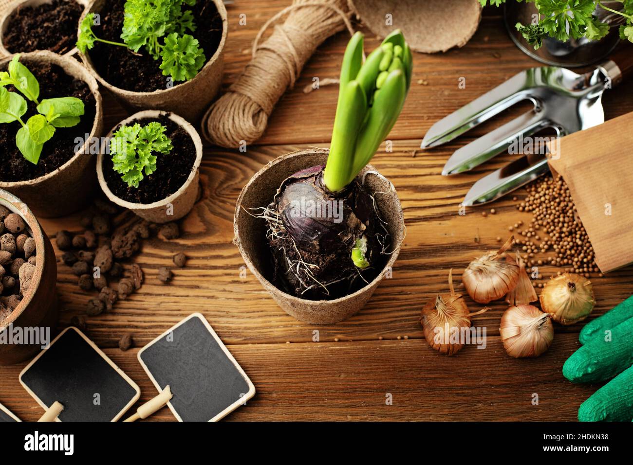 gardening, seedling, plants, springtime, plant care, tending of plants ...