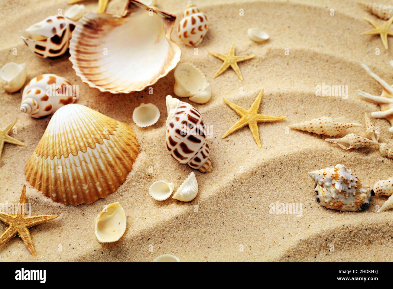 beach, mussels, beaches, seaside, mussel Stock Photo - Alamy