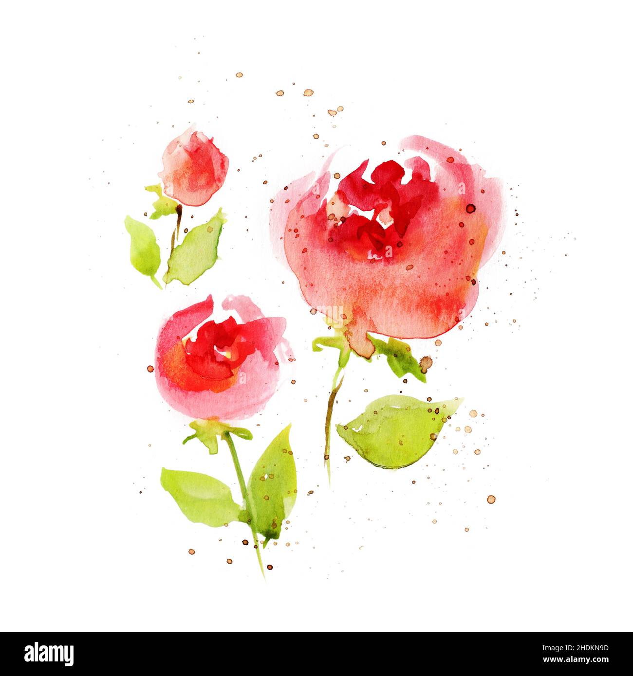 Watercolor roses hi-res stock photography and images - Alamy