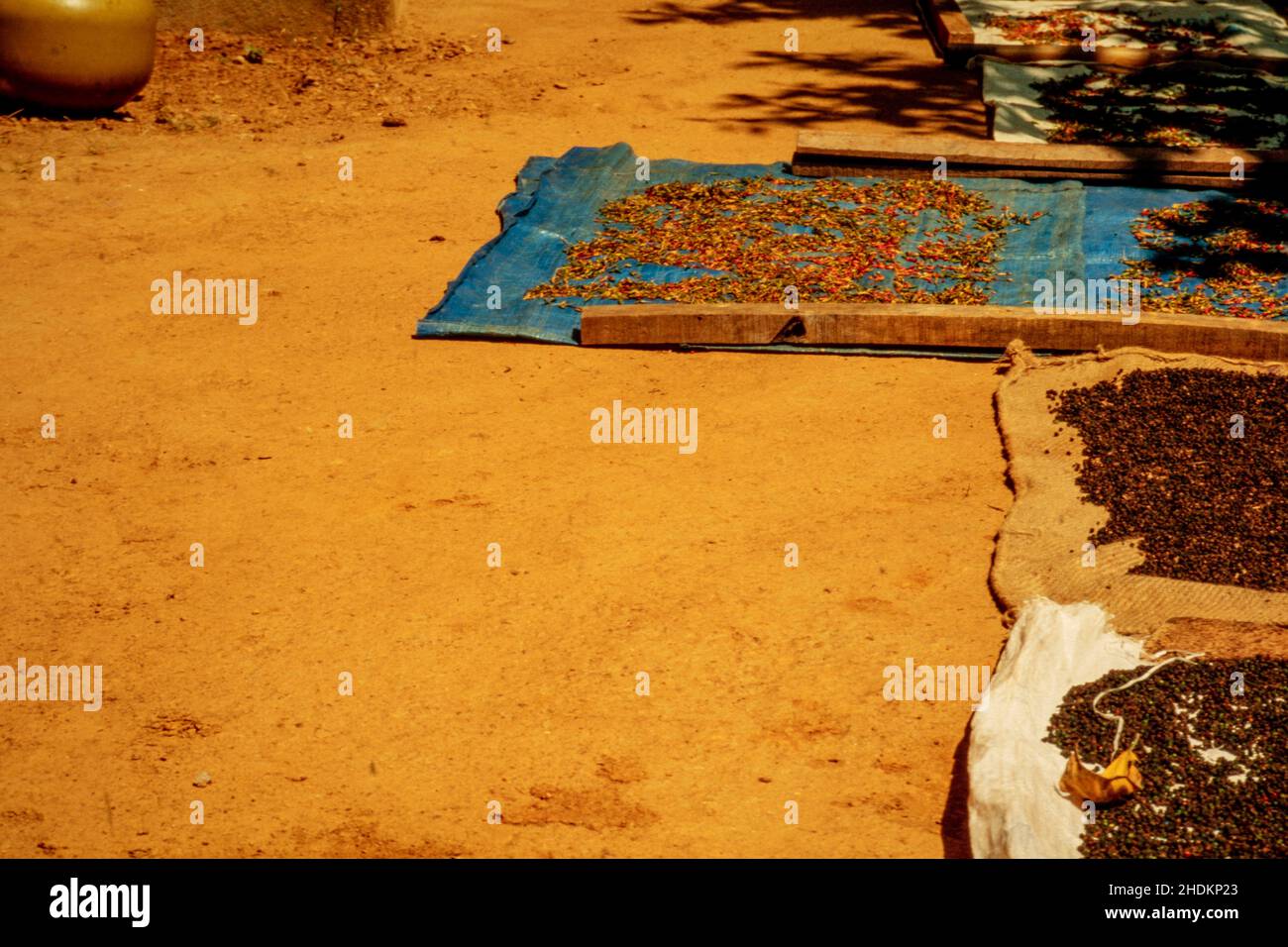 Beauty of rural Goa. High resolution intimate recollection of idyllic ...