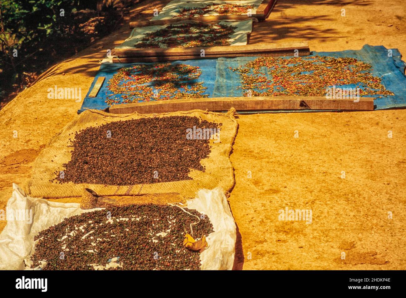 Beauty of rural Goa. High resolution intimate recollection of idyllic ...