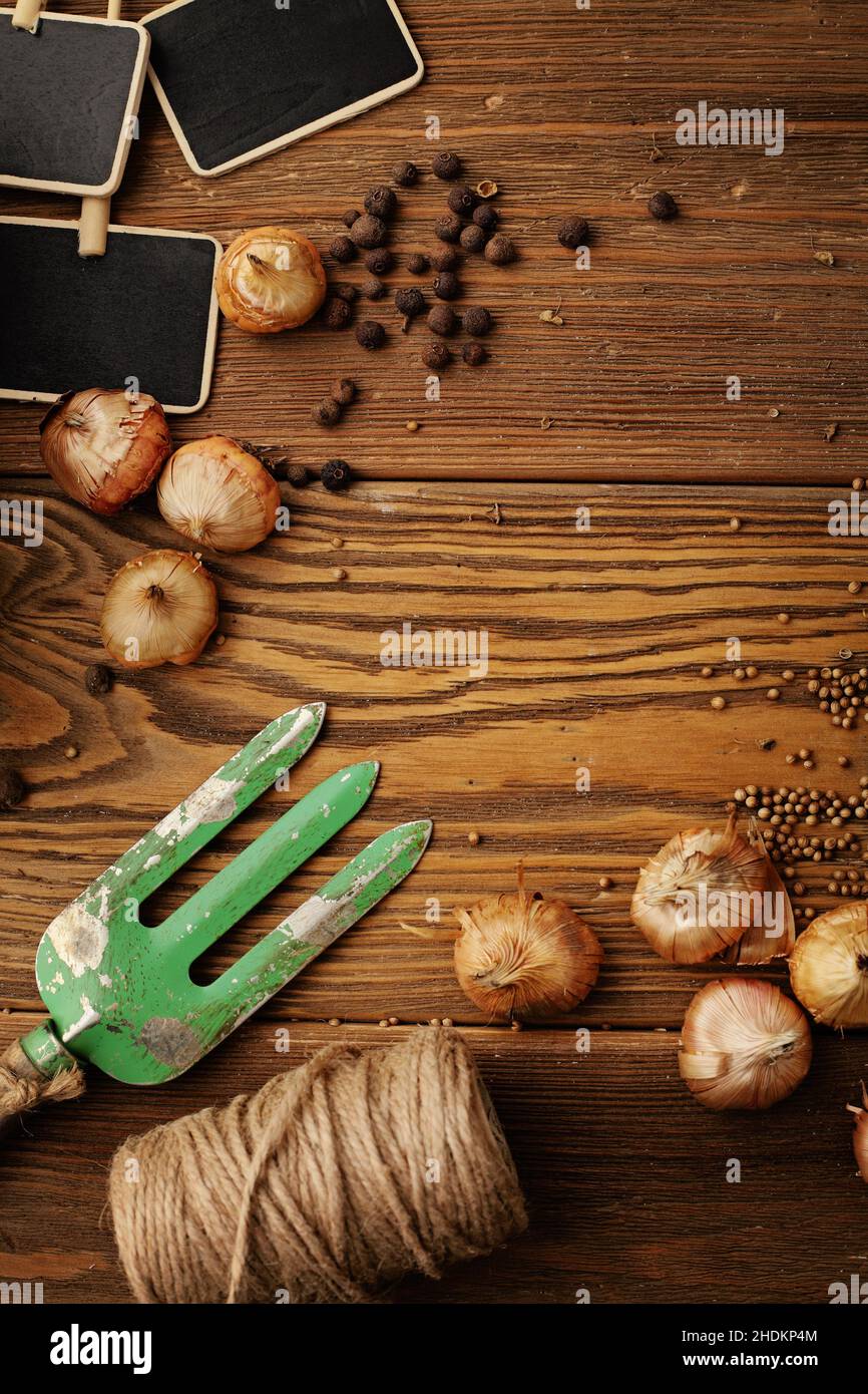 bulb, seed, garden season, cultivation, springtime, bulbs, flower bulb ...