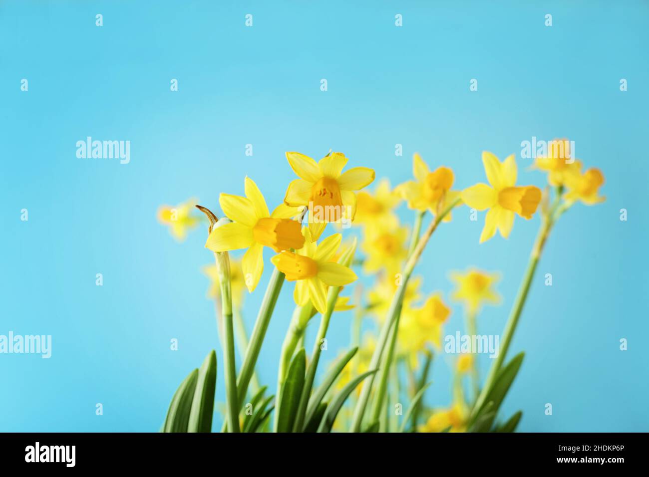 easter daffodils, daffodils, daffodil Stock Photo - Alamy