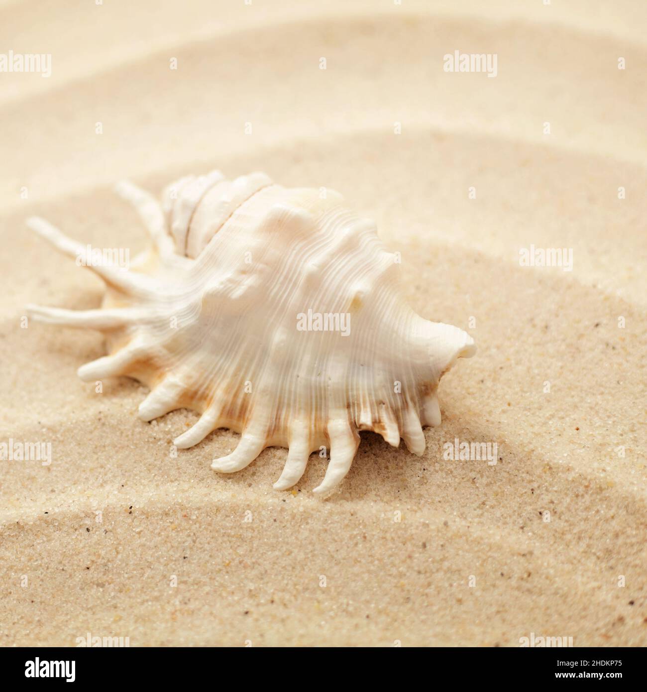 conch shell, conch shells Stock Photo - Alamy