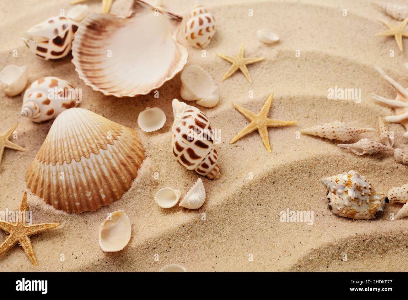 mussels, souvenir, conch shell, mussel, souvenirs, conch shells Stock ...