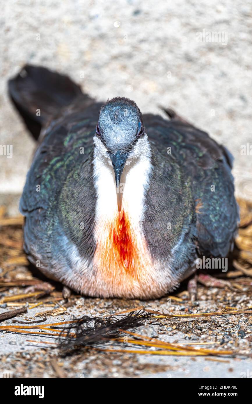 Bleeding Heart Dove (Gallicolumba luzonica Stock Photo - Alamy