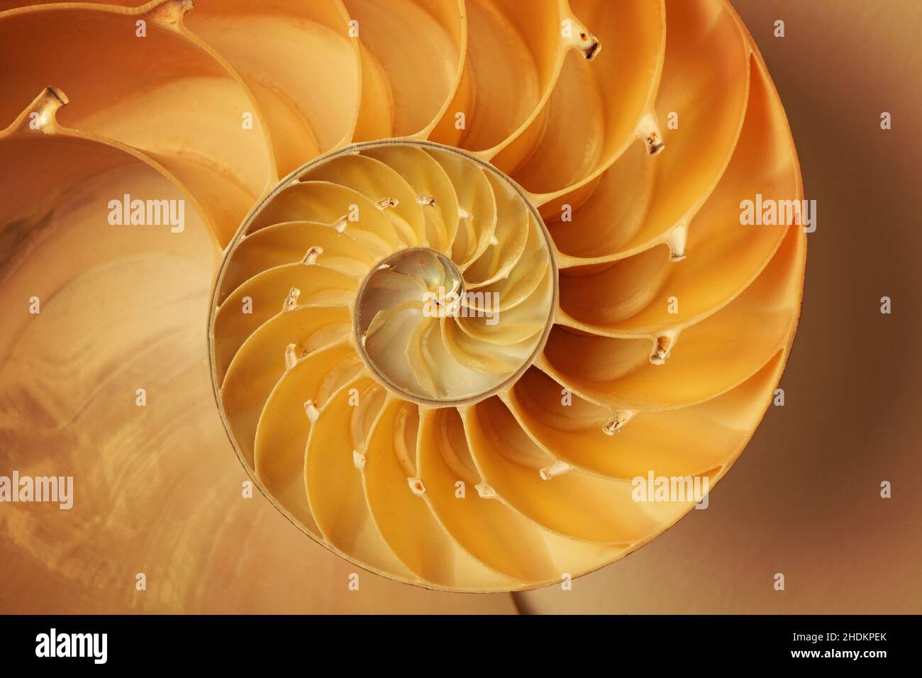 spiral, nautilus, snail form, spirals, swirl, swirls, snail forms Stock ...