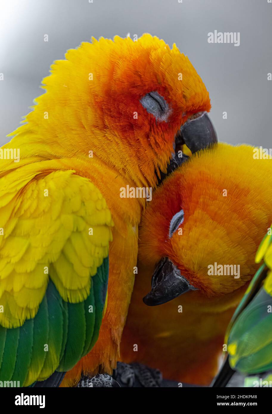 Two Sun Conures (Aratinga solstitialis) Cuddling with Each Other Stock ...