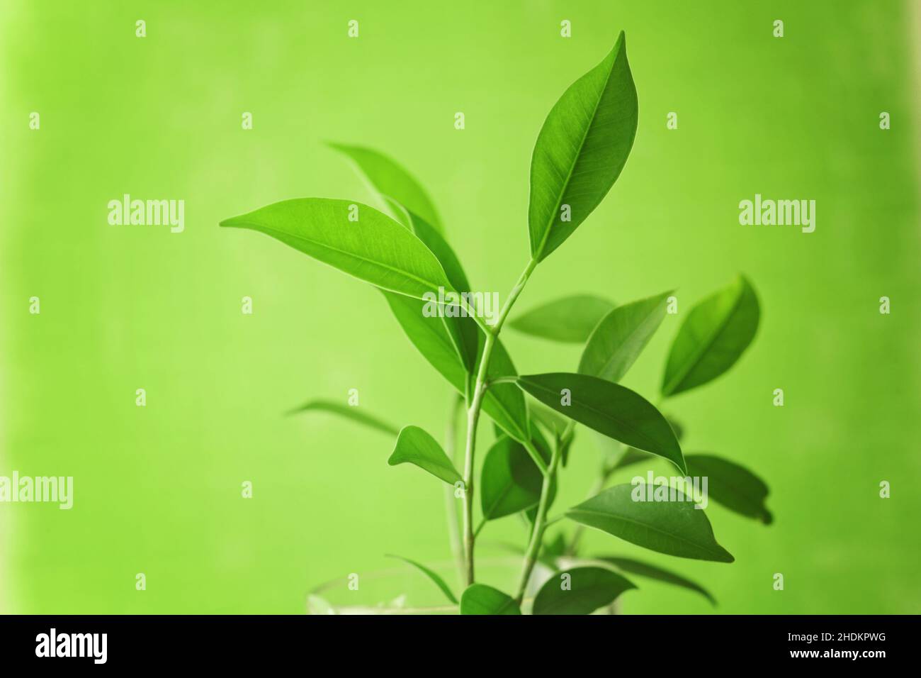 tea plant, tea crop, tea plants Stock Photo - Alamy